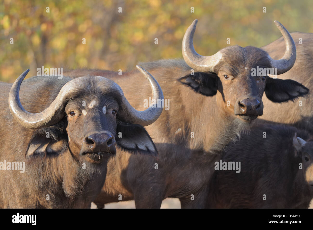 Frontal close up cape buffalo -Fotos und -Bildmaterial in hoher ...