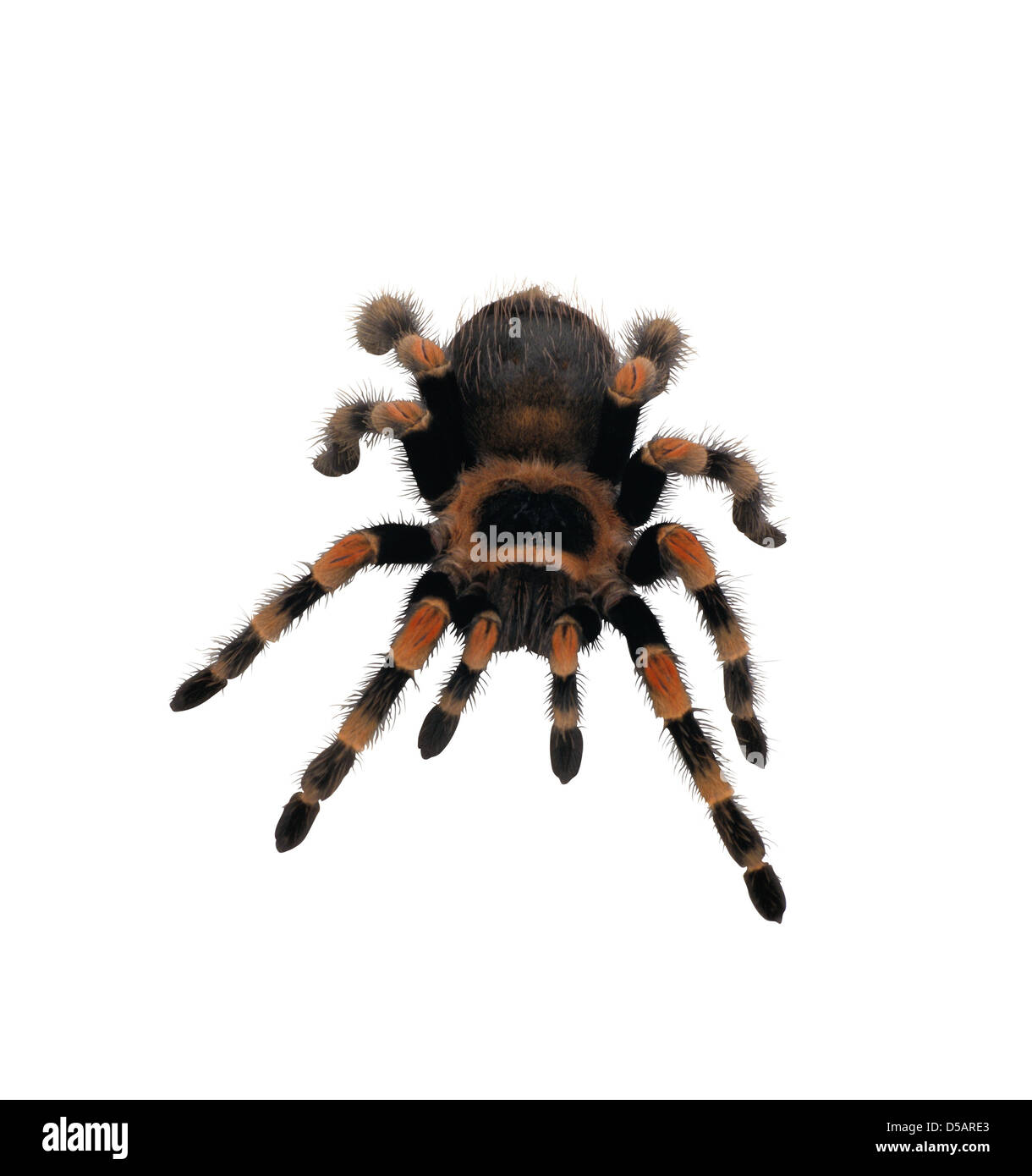 Redknee tarantula -Fotos und -Bildmaterial in hoher Auflösung – Alamy