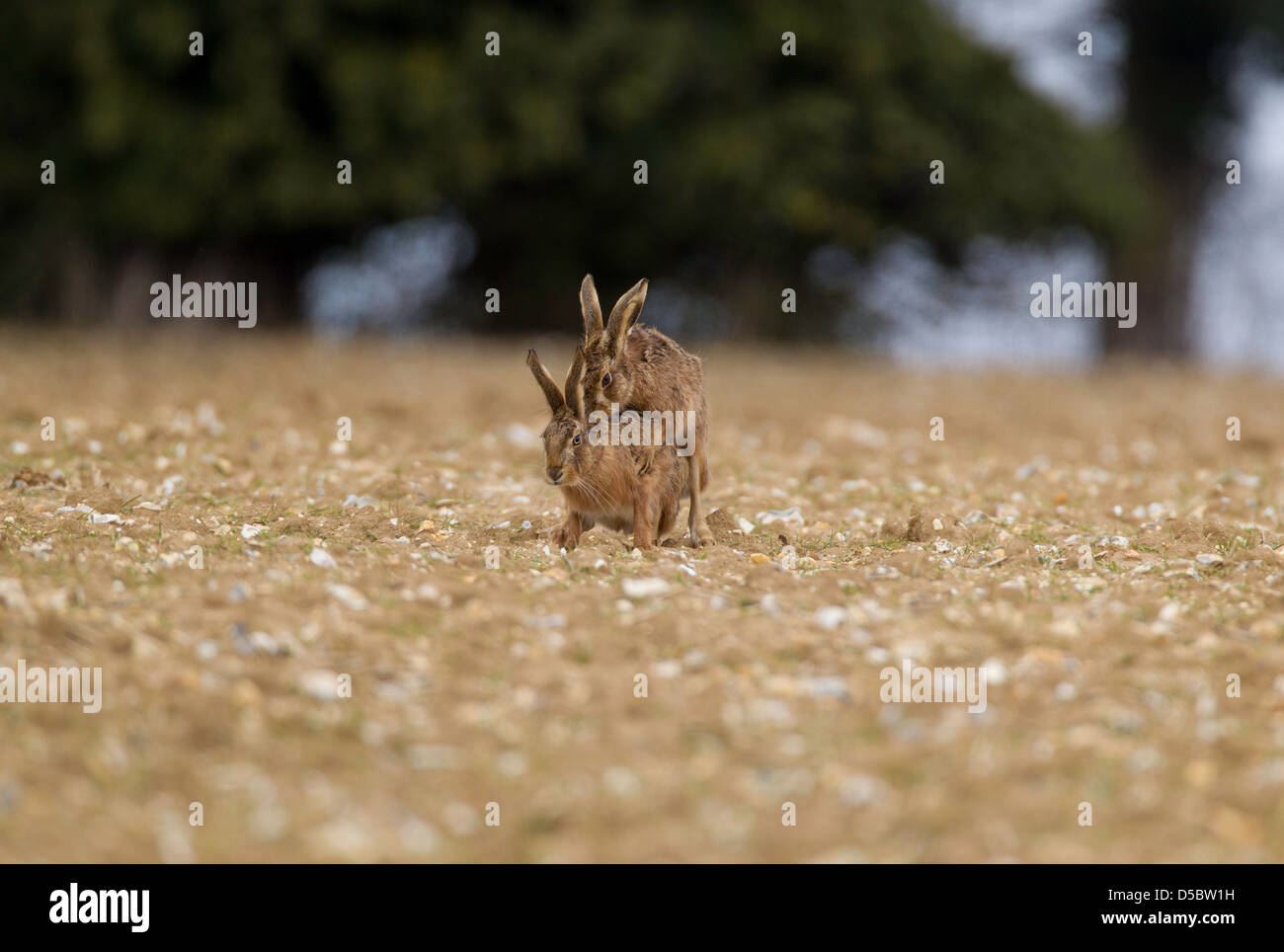 Tier paarung -Fotos und -Bildmaterial in hoher Auflösung – Alamy