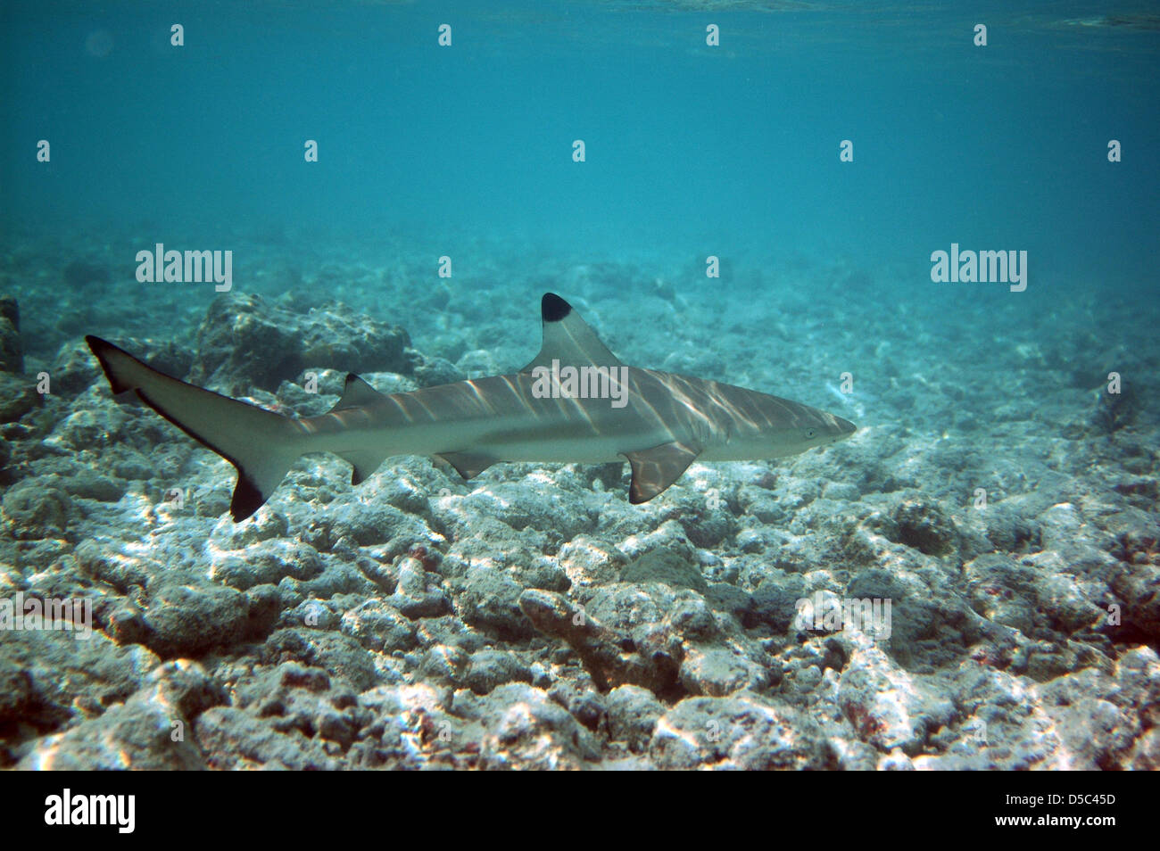 Schwarzspitzen-Riffhai Carcharhinus melanopterus Stockfotografie - Alamy