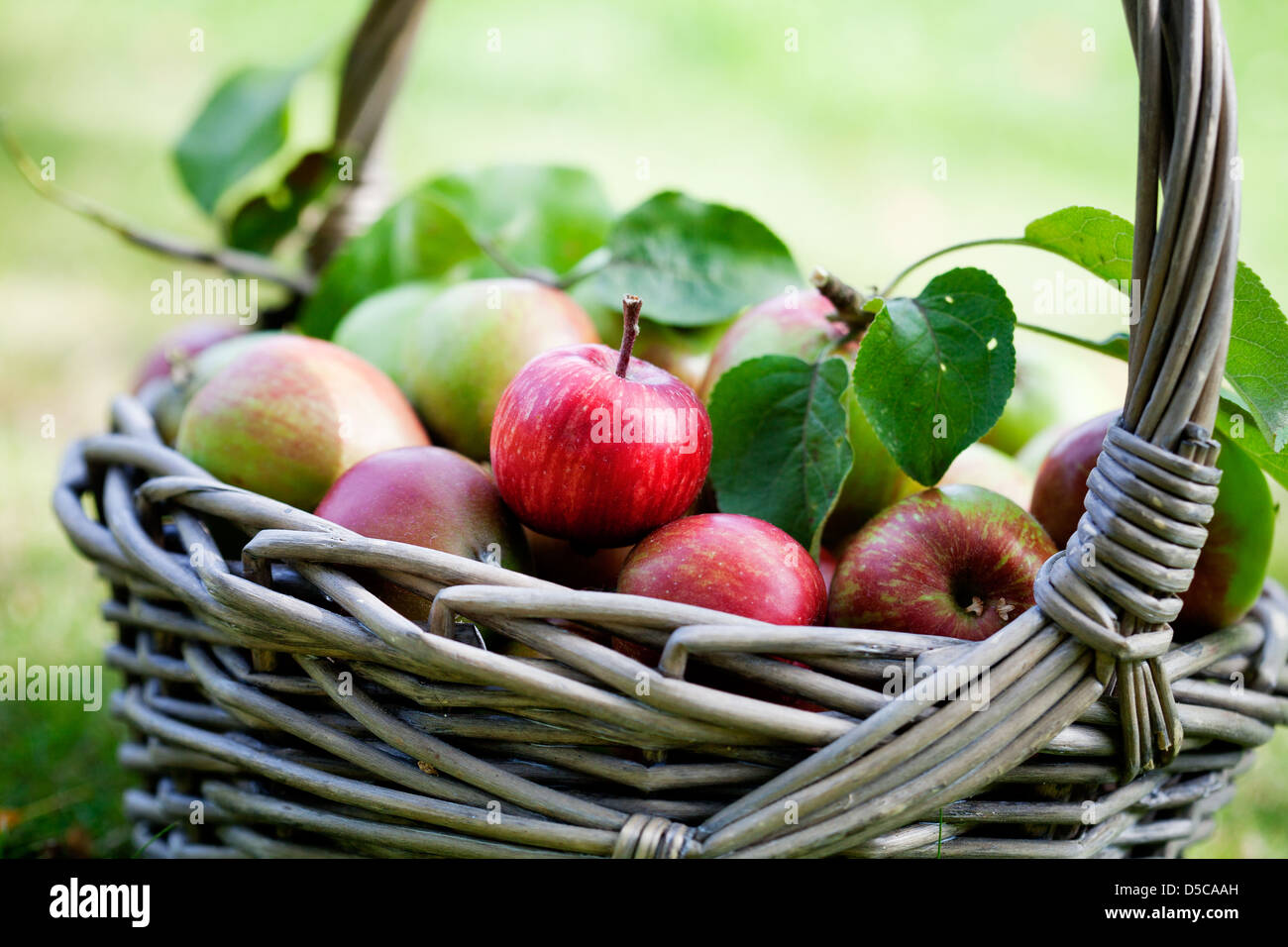 Roter apfel -Fotos und -Bildmaterial in hoher Auflösung – Alamy
