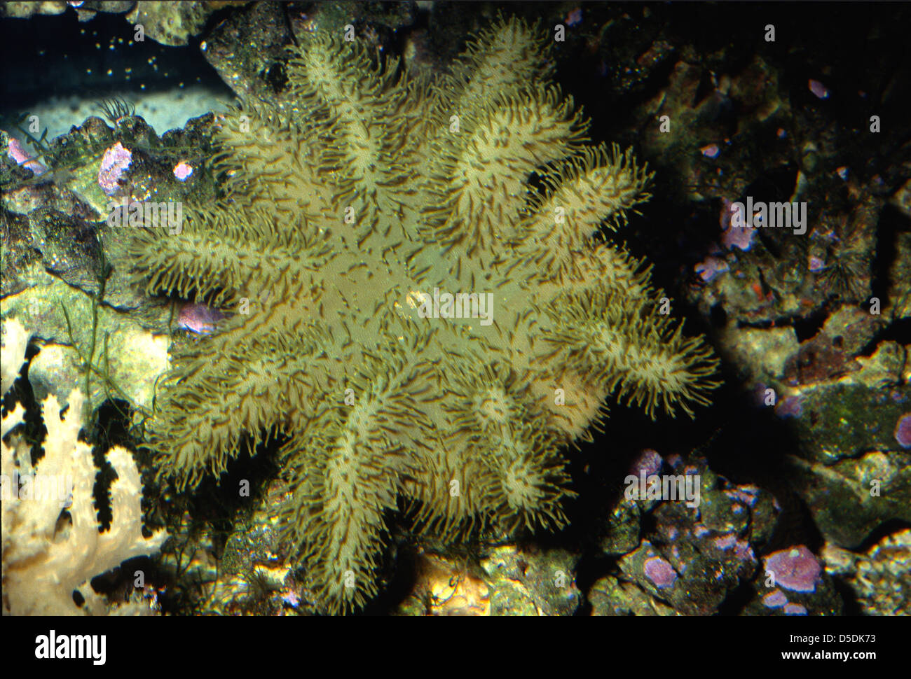 Sarcophyton alcyoniinae -Fotos und -Bildmaterial in hoher Auflösung – Alamy