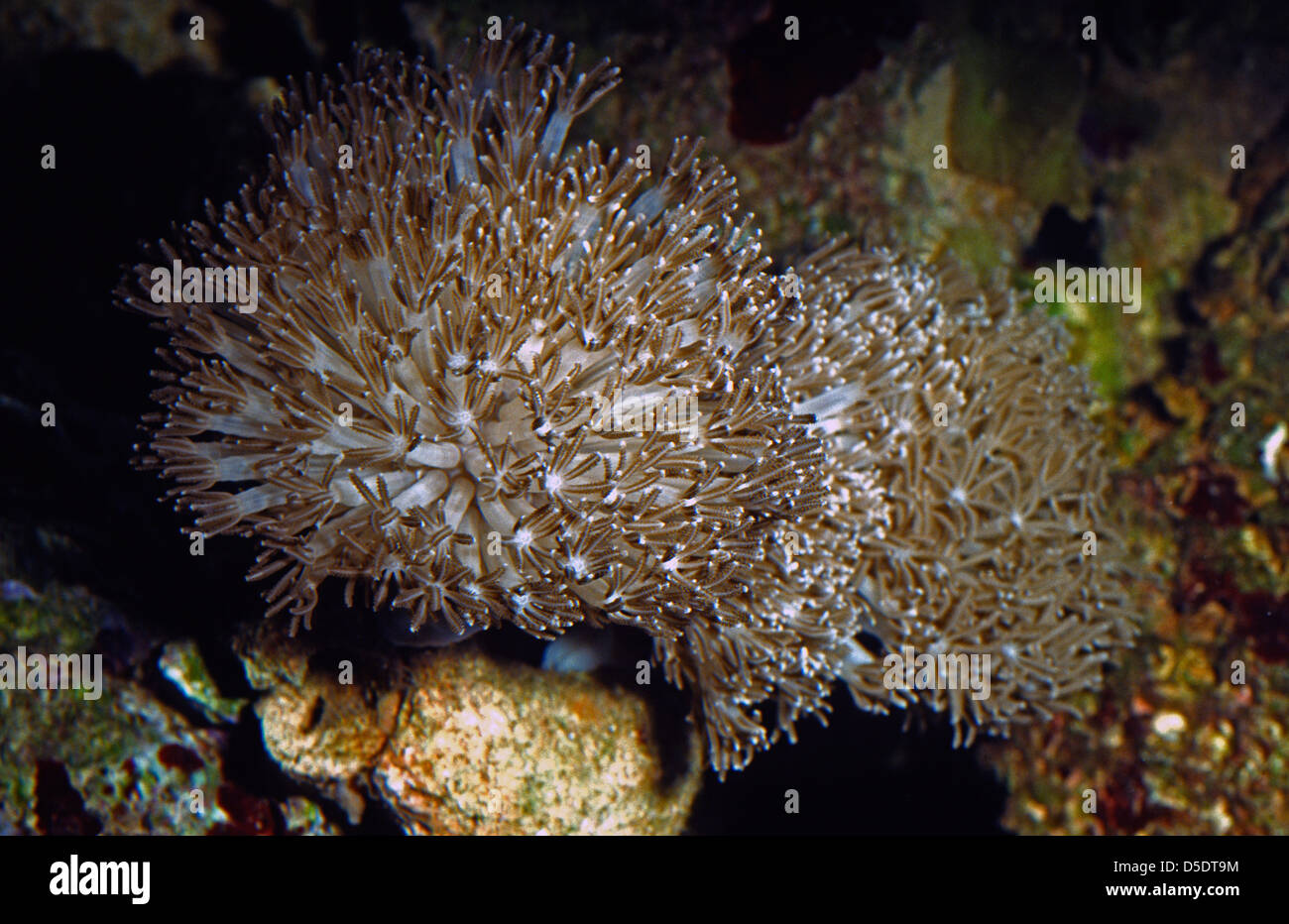 Heteroxenia sp -Fotos und -Bildmaterial in hoher Auflösung – Alamy