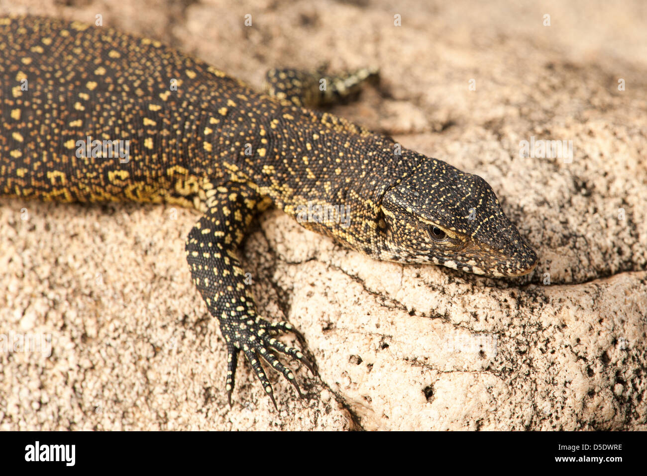 Eine afrikanische Wasser Waran auf einem Felsen (Varanus Salvator ...