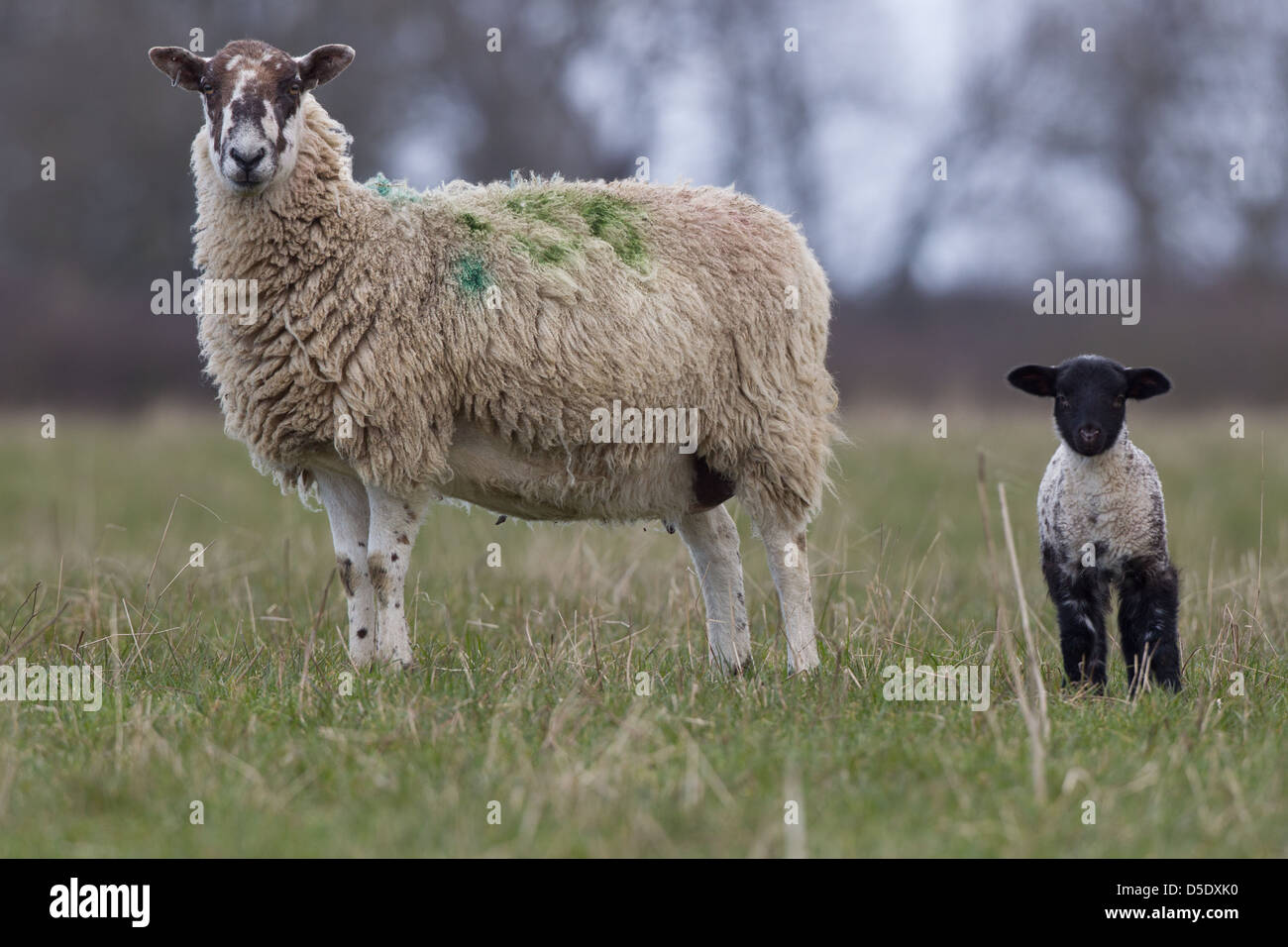 Schaf und Lamm Bild Tim Scrivener 07850 303986 tim@agriphoto.com É ...