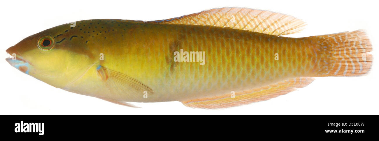 Larval phase -Fotos und -Bildmaterial in hoher Auflösung – Alamy