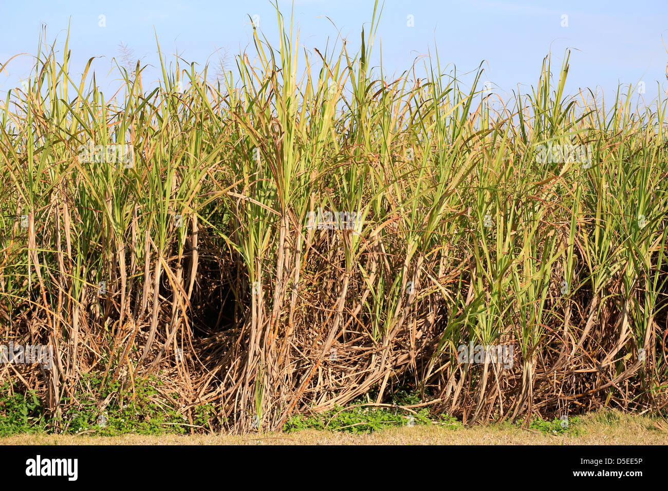 Zuckerrohr oder Zuckerrohr in Florida USA Stockfotografie - Alamy