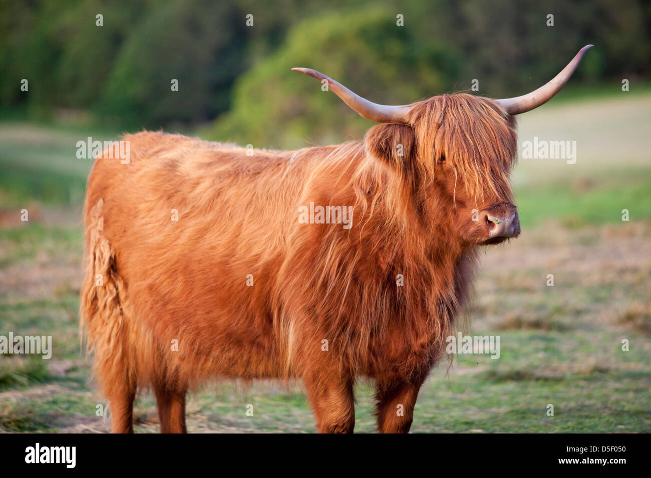 Highland Cattle oder Kyloe - eine alte schottische Rasse der Rinder ...