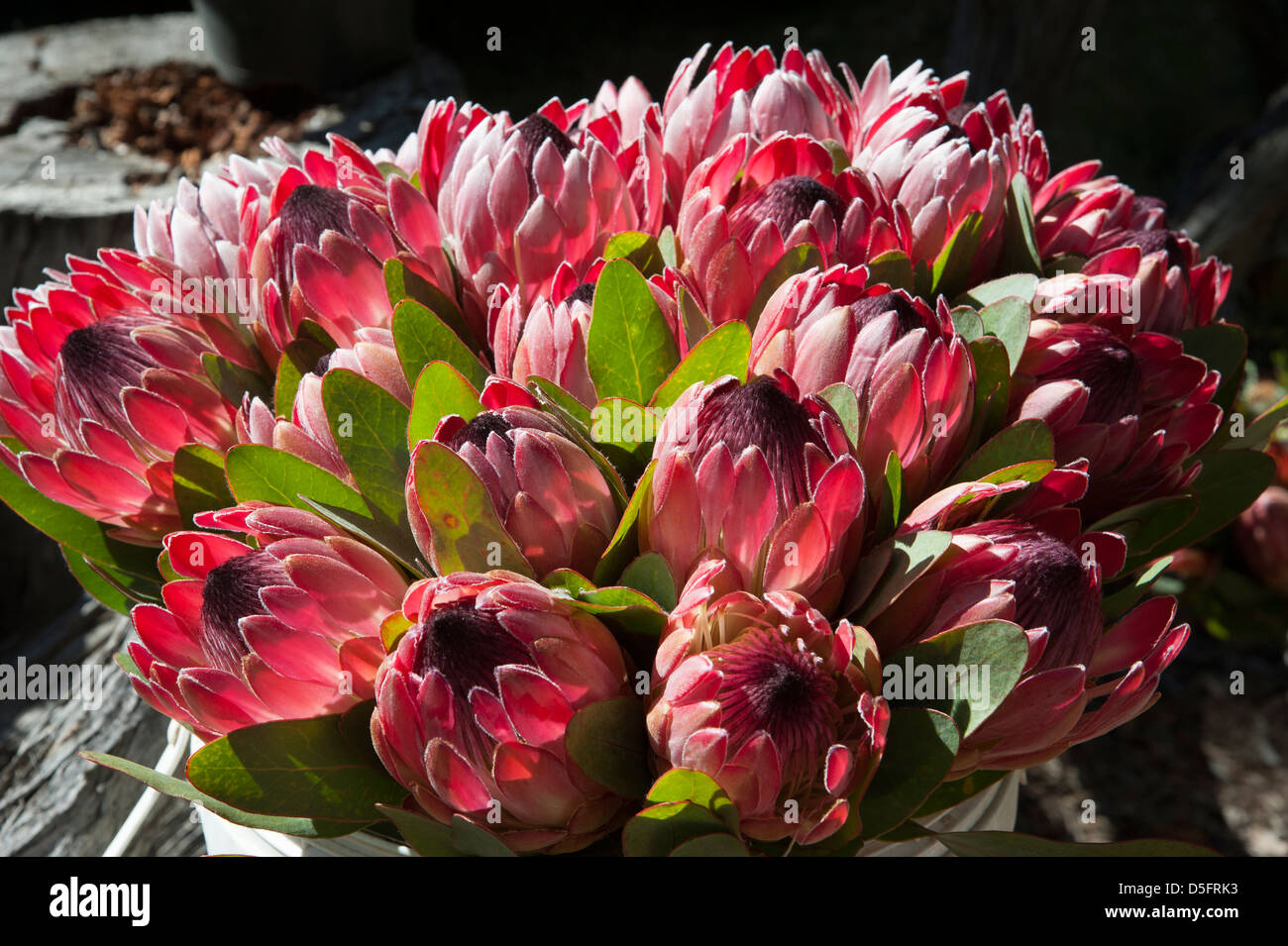 South African National Flower Stockfotos & South African National ...