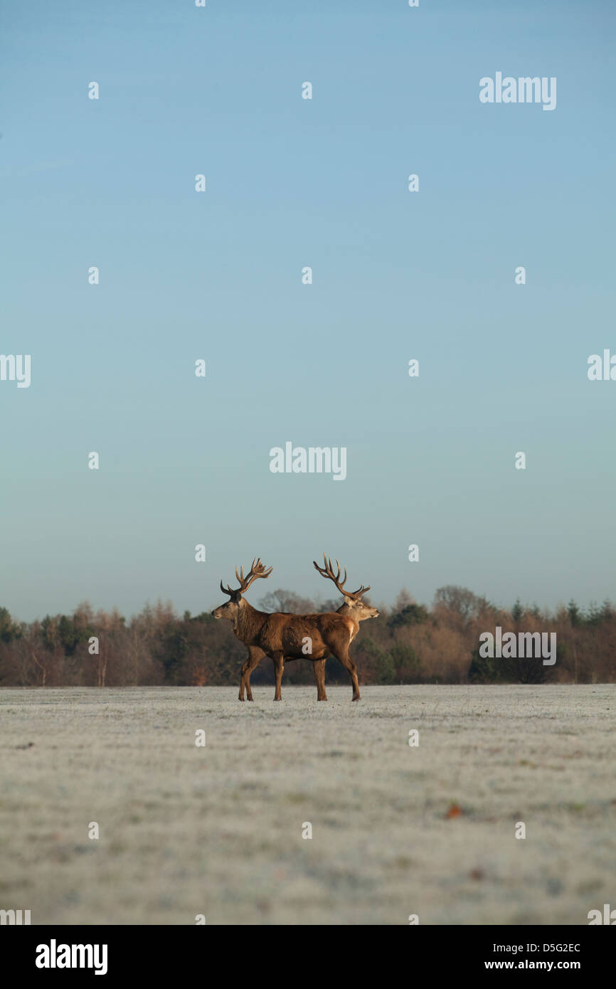Zwei rote Hirsche stehen nebeneinander an einem frostigen Morgen ...