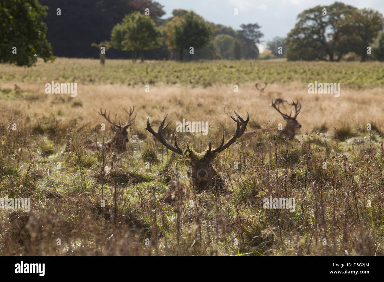 Brunft britannien -Fotos und -Bildmaterial in hoher Auflösung – Alamy