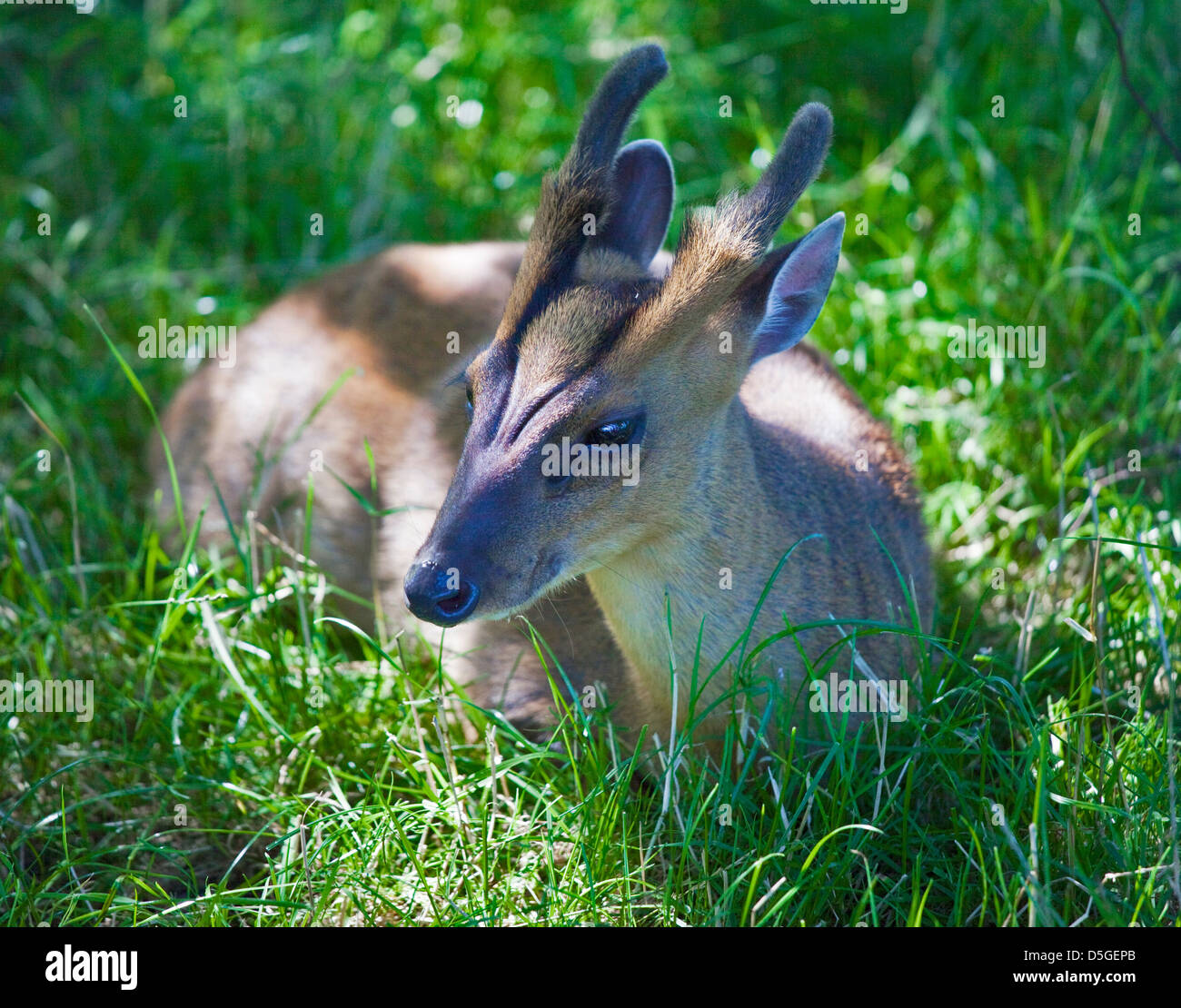Wilde muntjaks -Fotos und -Bildmaterial in hoher Auflösung – Alamy