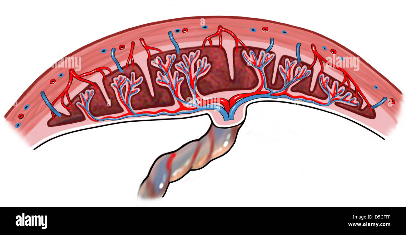 Placenta veins -Fotos und -Bildmaterial in hoher Auflösung – Alamy