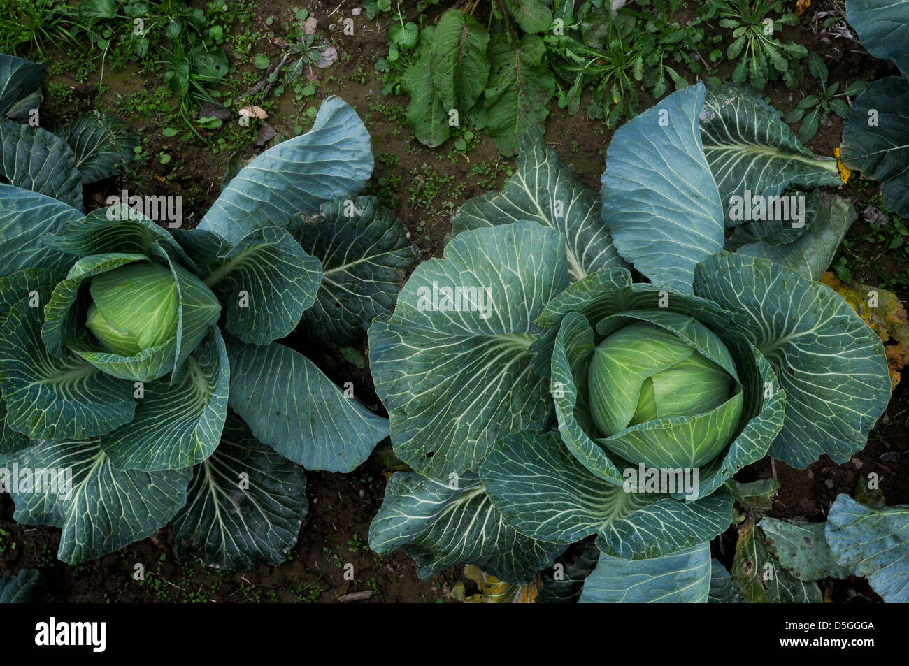 Blumenkohl im Feld in Upstate New York wächst Stockfotografie - Alamy