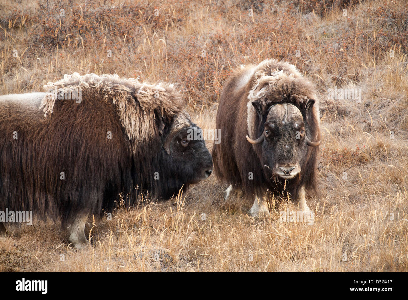 Moschusochsen, zwei Bullen, Kangerlussuaq, Grönland Stockfotografie - Alamy