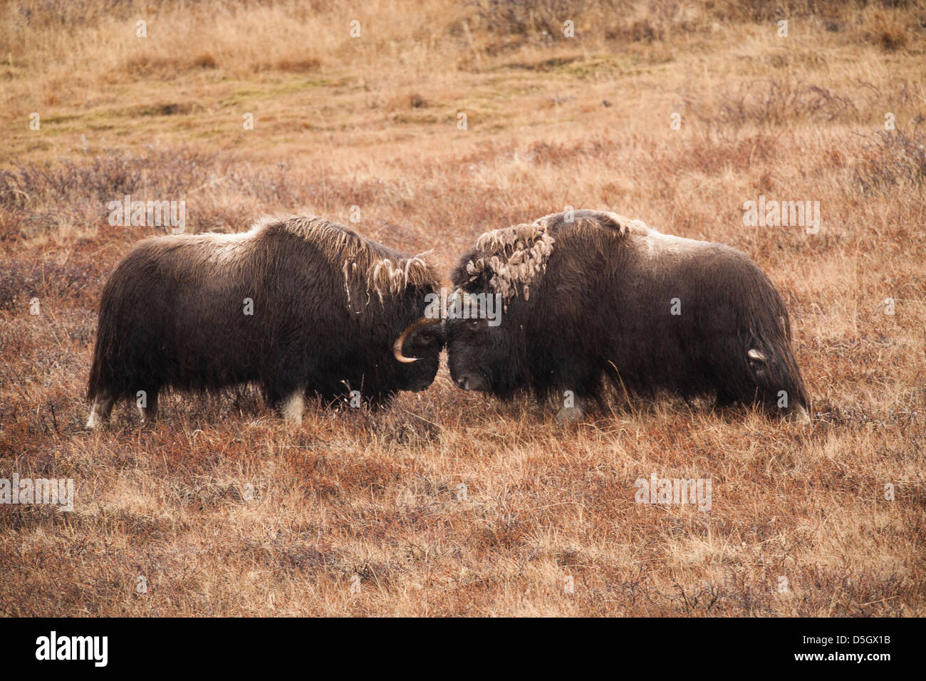 Moschus ochsen -Fotos und -Bildmaterial in hoher Auflösung – Alamy