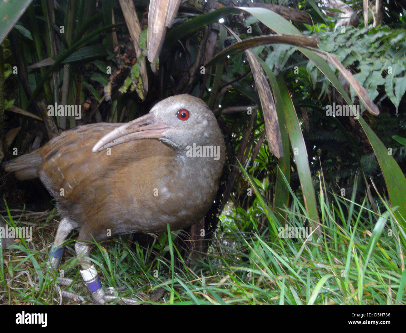 Lord-Howe-Insel Woodhen (Gallirallus Sylvestris) am Gipfel des Mt Gower ...