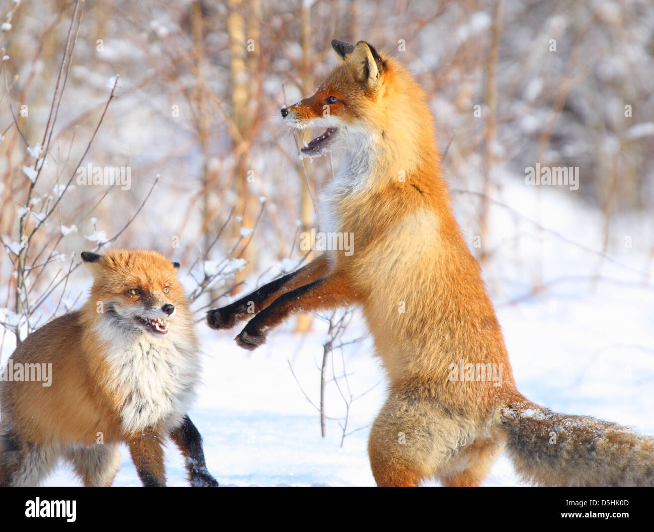 Fuchs paarung -Fotos und -Bildmaterial in hoher Auflösung – Alamy