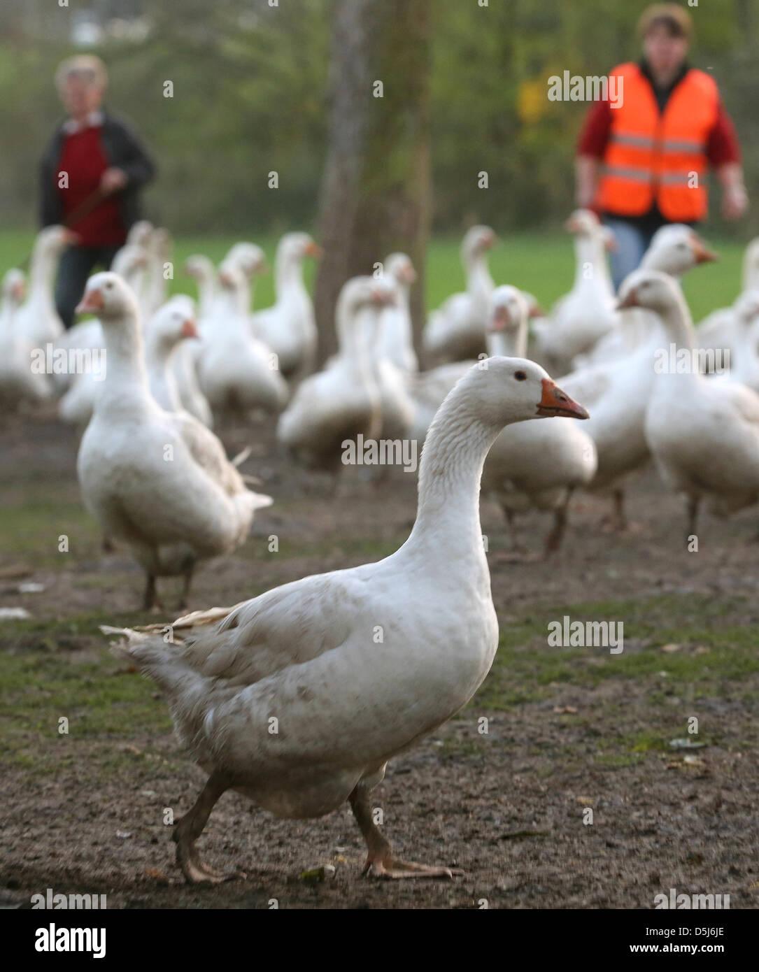 Gänse von Agenturgeschäftsführer Geflügelfarm werden über das Feld in ...