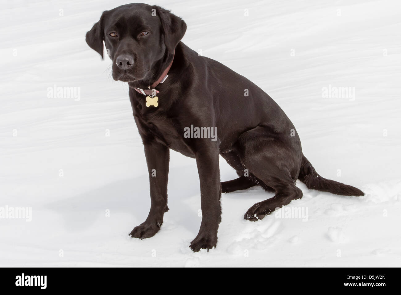 Retriever Schwarzer Labrador Stockfotos und -bilder Kaufen - Alamy