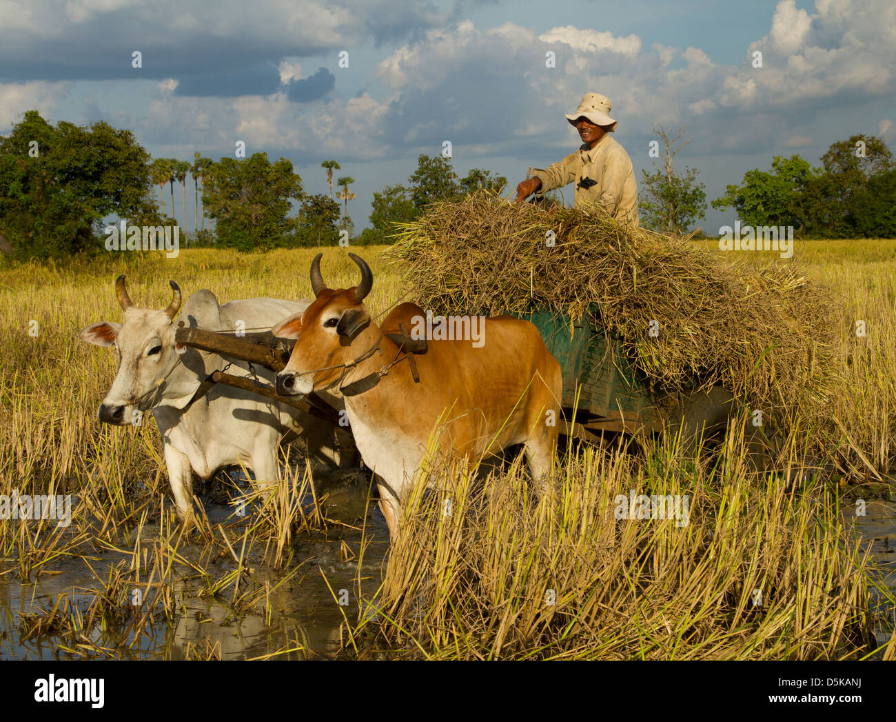 Reis landwirtschaft -Fotos und -Bildmaterial in hoher Auflösung – Alamy