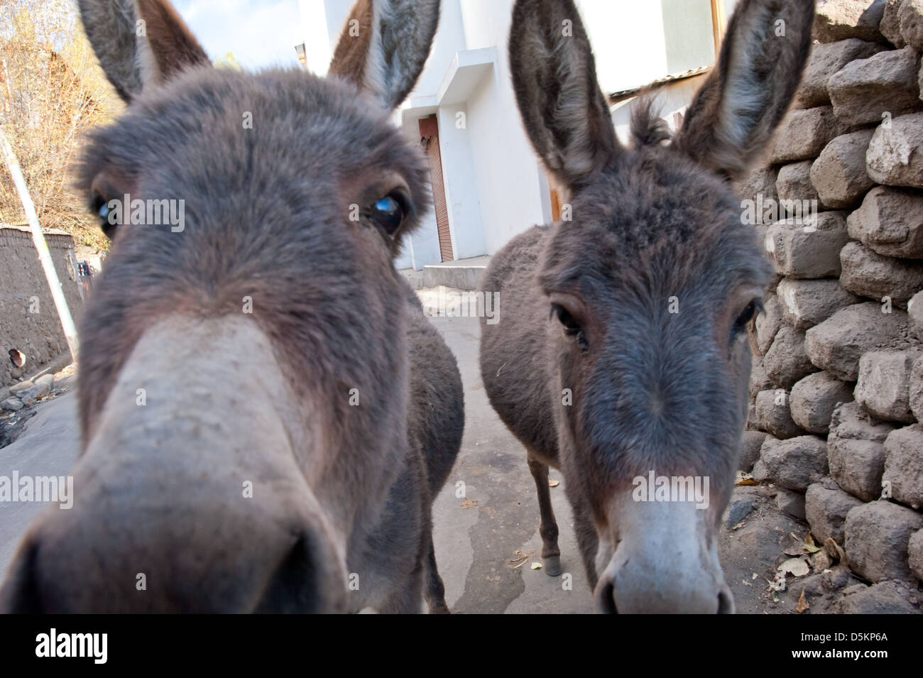 Zwei esel -Fotos und -Bildmaterial in hoher Auflösung – Alamy
