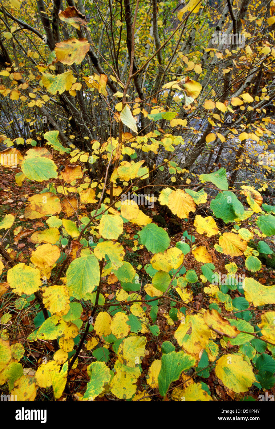 Hazel Corylus Avellana Betulaceae Stockfotografie - Alamy