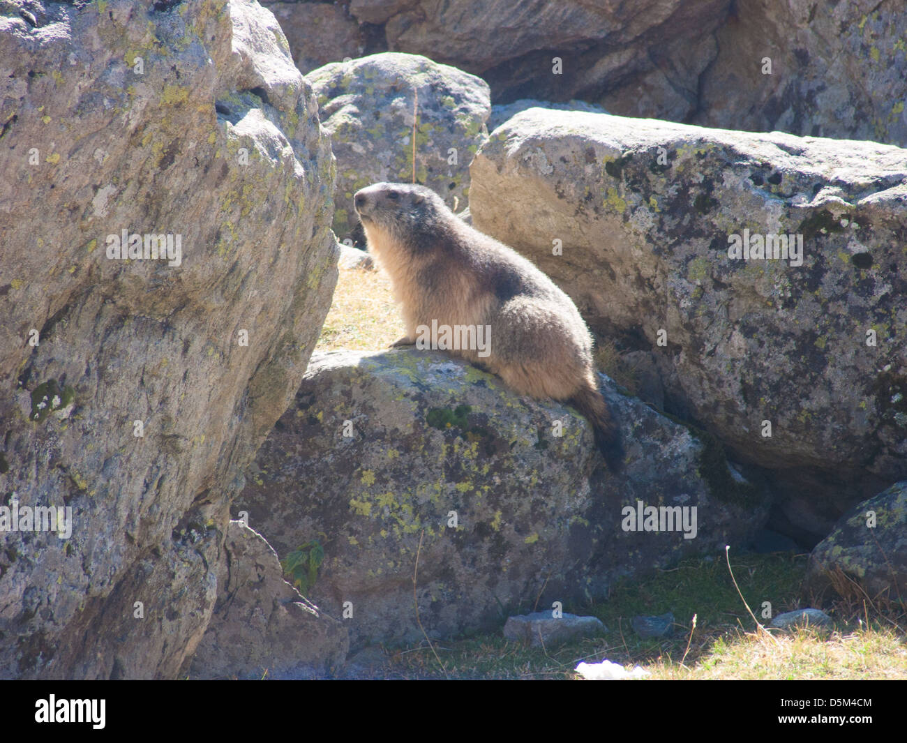 Waldmurmeltier marmota monax auf einem felsen -Fotos und -Bildmaterial in hoher Auflösung – Alamy