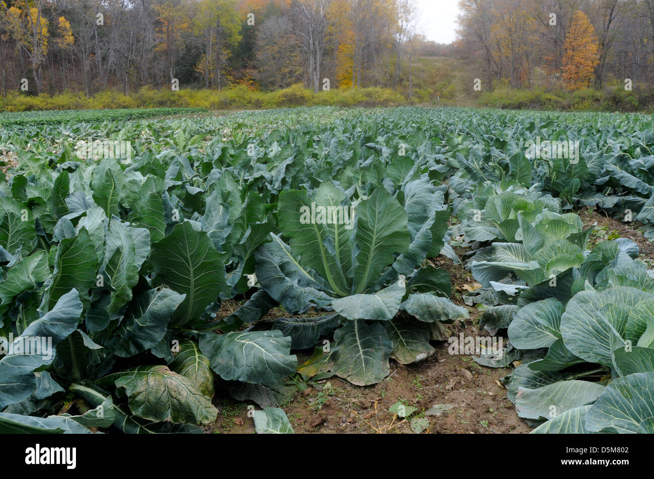 Blumenkohl im Feld in Upstate New York wächst Stockfotografie - Alamy