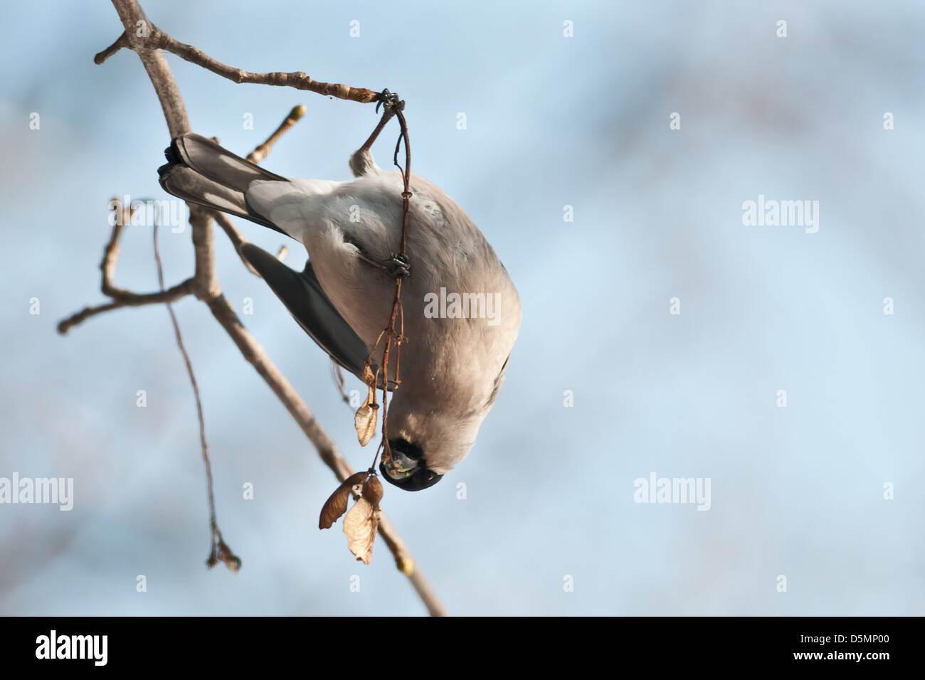 Gimpel winter -Fotos und -Bildmaterial in hoher Auflösung – Alamy