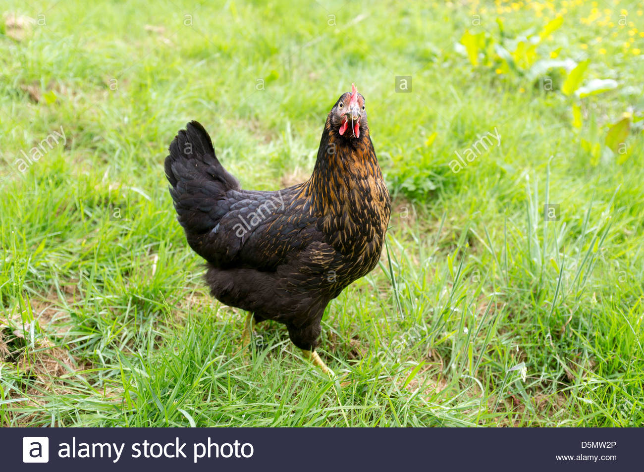 Freiland Maran Henne Stockfotos und -bilder Kaufen - Alamy