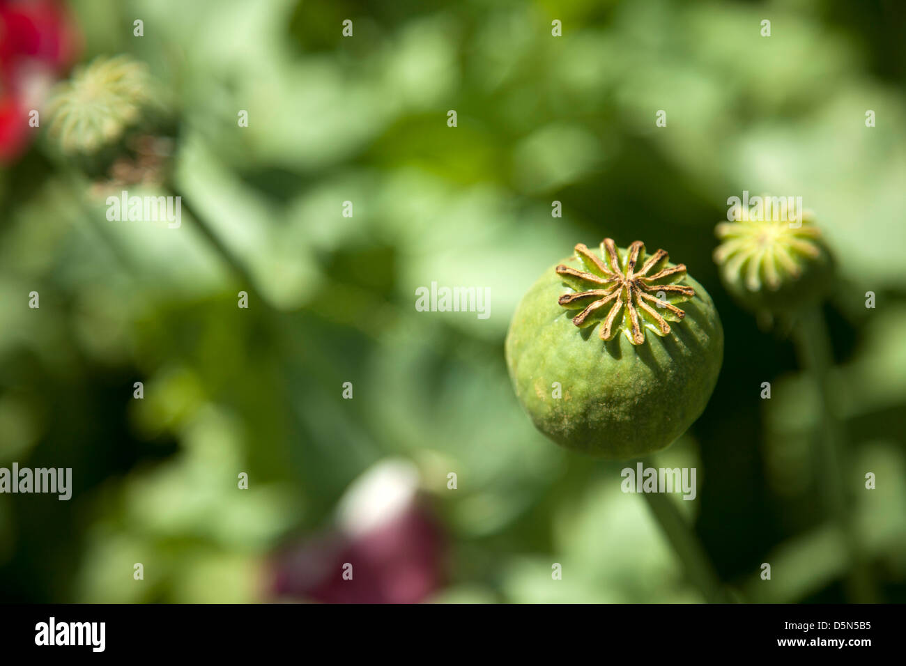 Mohn opium afghanistan -Fotos und -Bildmaterial in hoher Auflösung – Alamy
