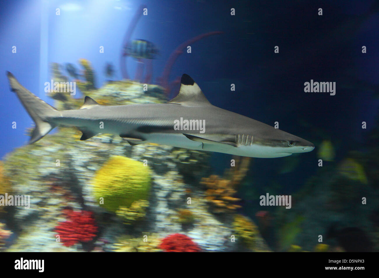 Schwarzspitzen-Riffhai (Carcharhinus Melanopterus Stockfotografie - Alamy