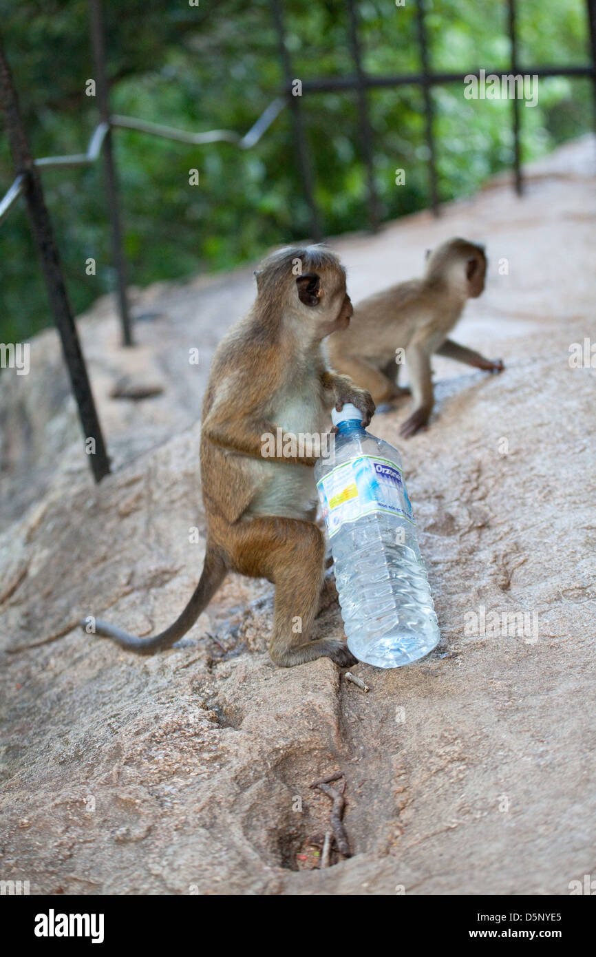 Affendiebstahl stehlen -Fotos und -Bildmaterial in hoher Auflösung – Alamy