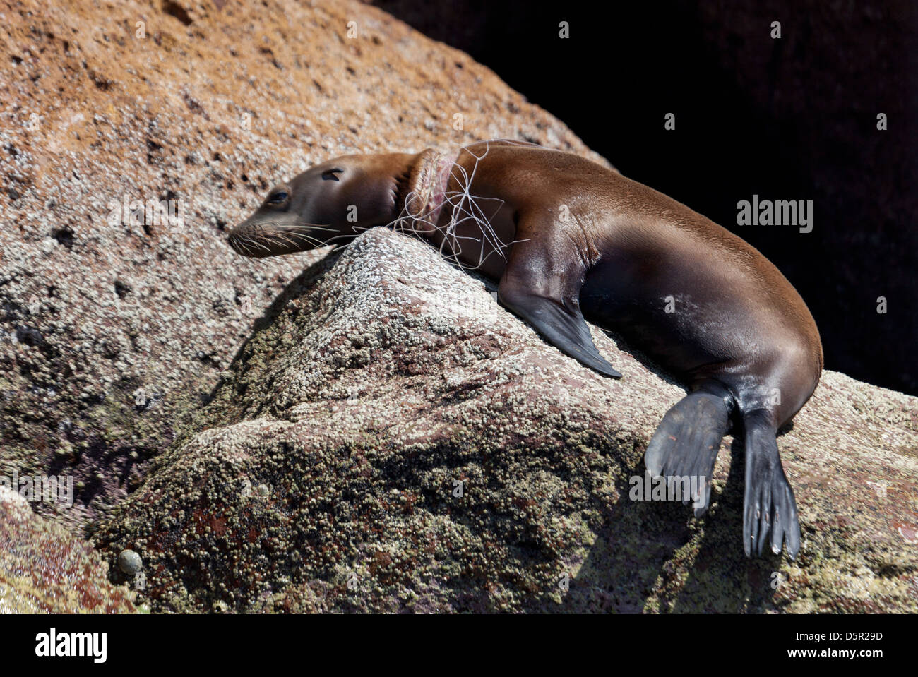 Seal net neck -Fotos und -Bildmaterial in hoher Auflösung – Alamy