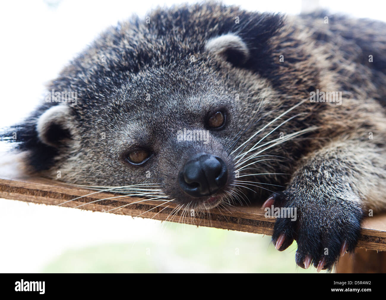 Palawan bear cat -Fotos und -Bildmaterial in hoher Auflösung – Alamy
