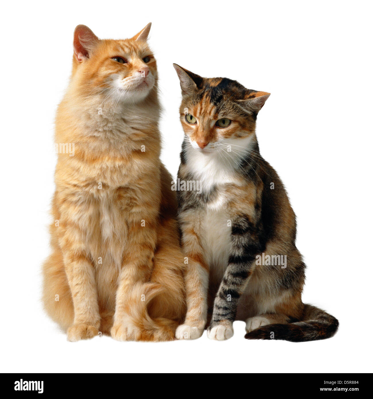 Zwei katzen auf einer kamera -Fotos und -Bildmaterial in hoher ...