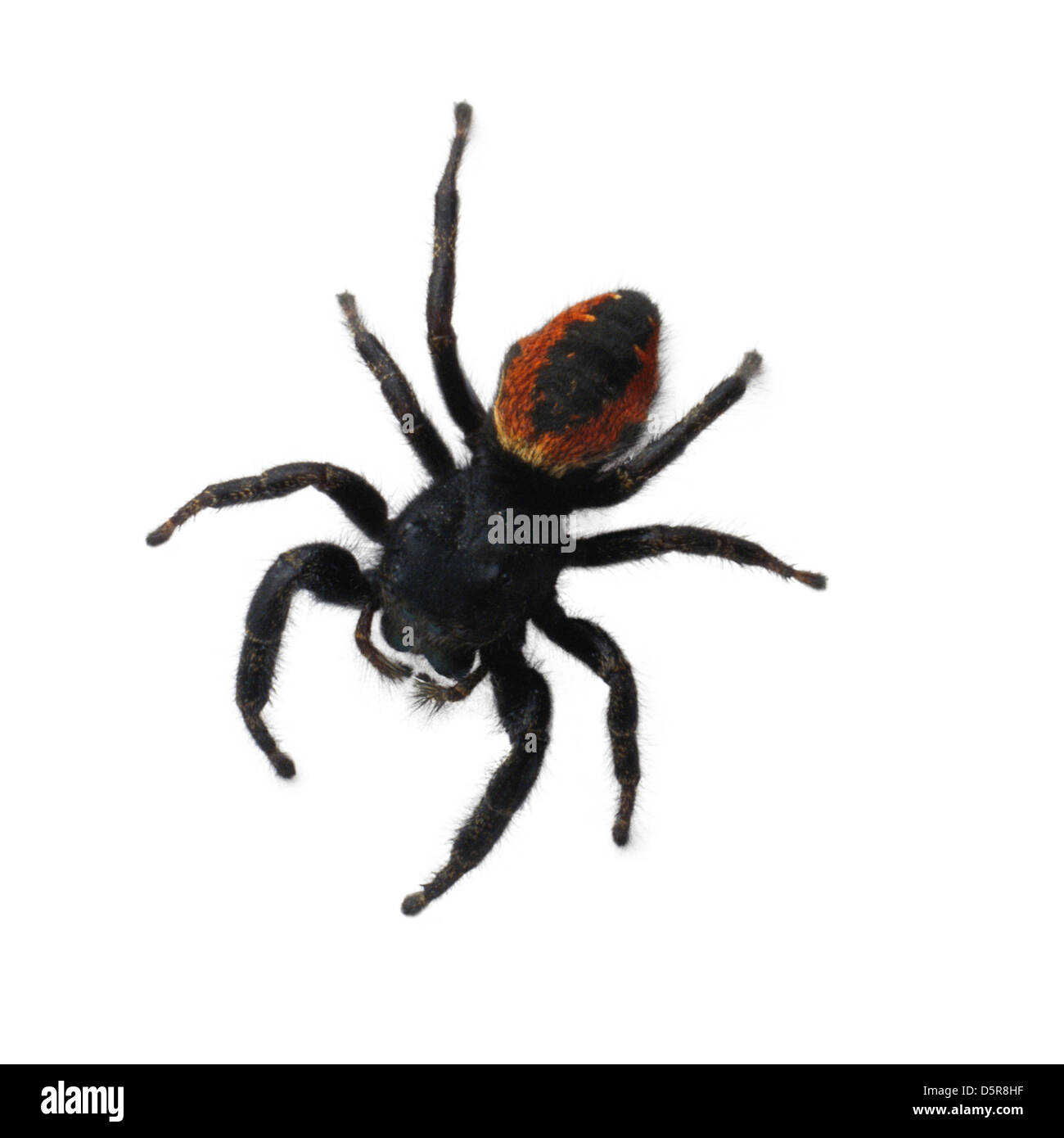 Redknee tarantula -Fotos und -Bildmaterial in hoher Auflösung – Alamy