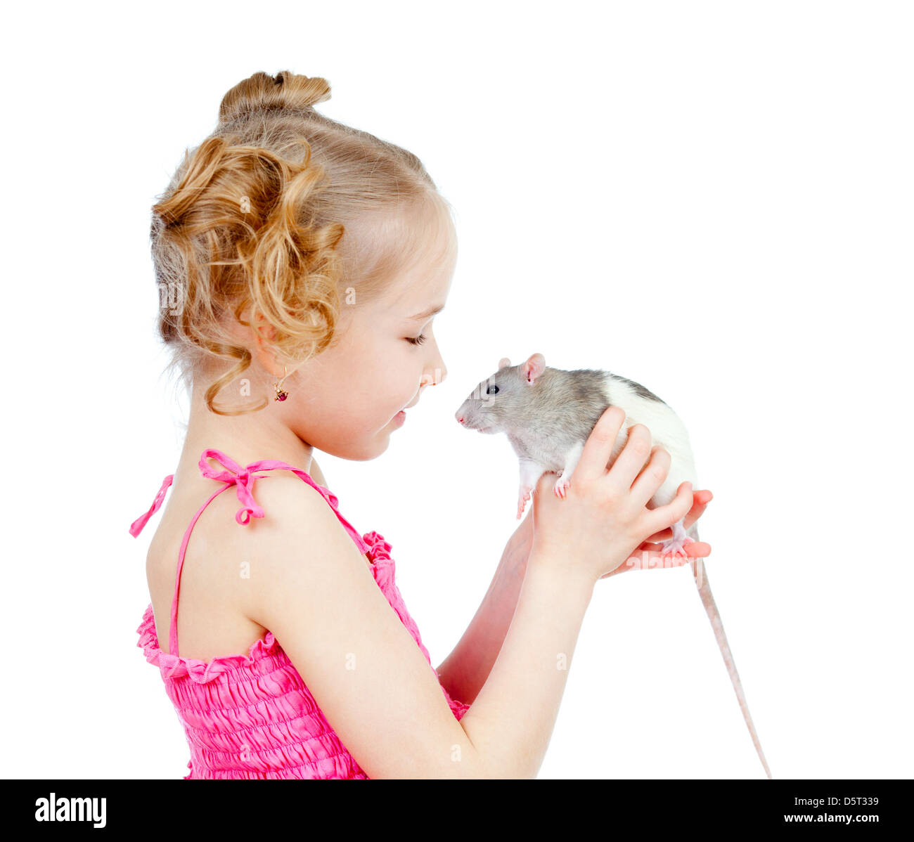 Junge graue ratte -Fotos und -Bildmaterial in hoher Auflösung – Alamy