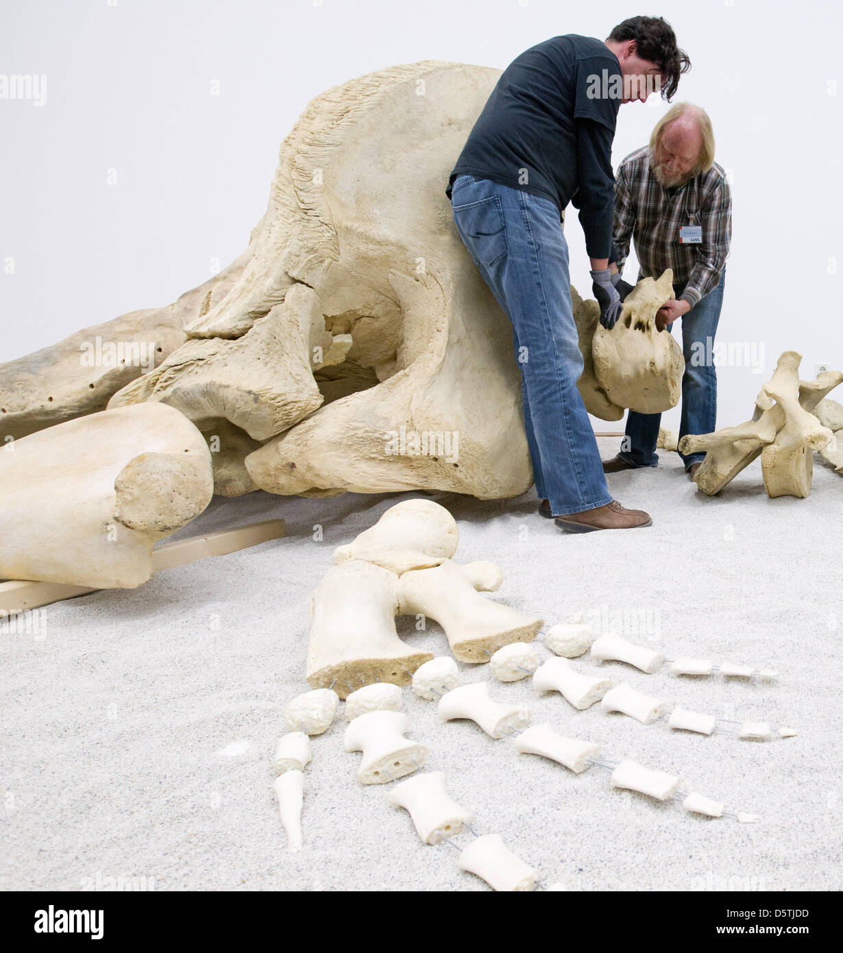 Animal vertebra -Fotos und -Bildmaterial in hoher Auflösung – Alamy