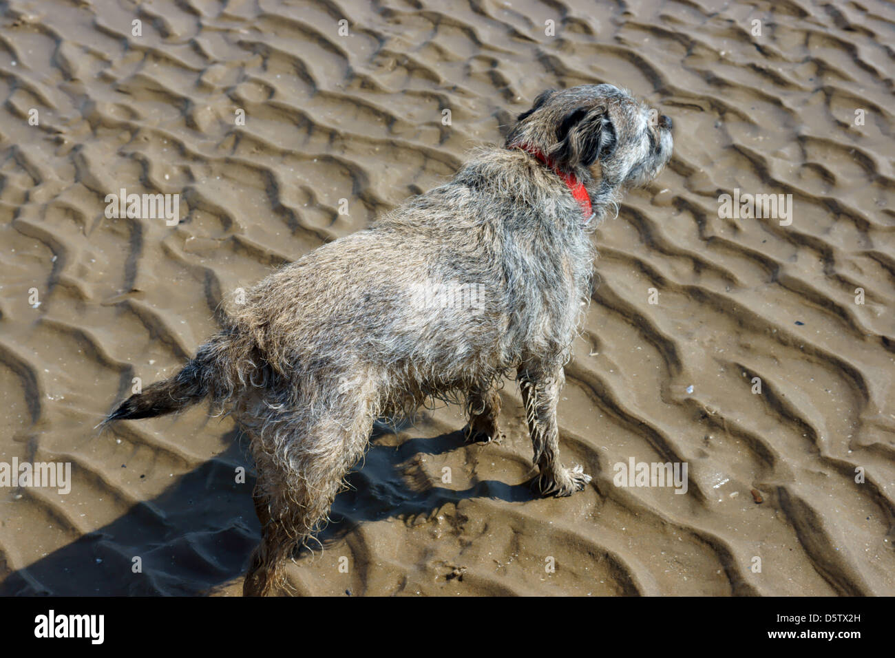 Wind Weht Hundeohren Stockfotos und -bilder Kaufen - Alamy