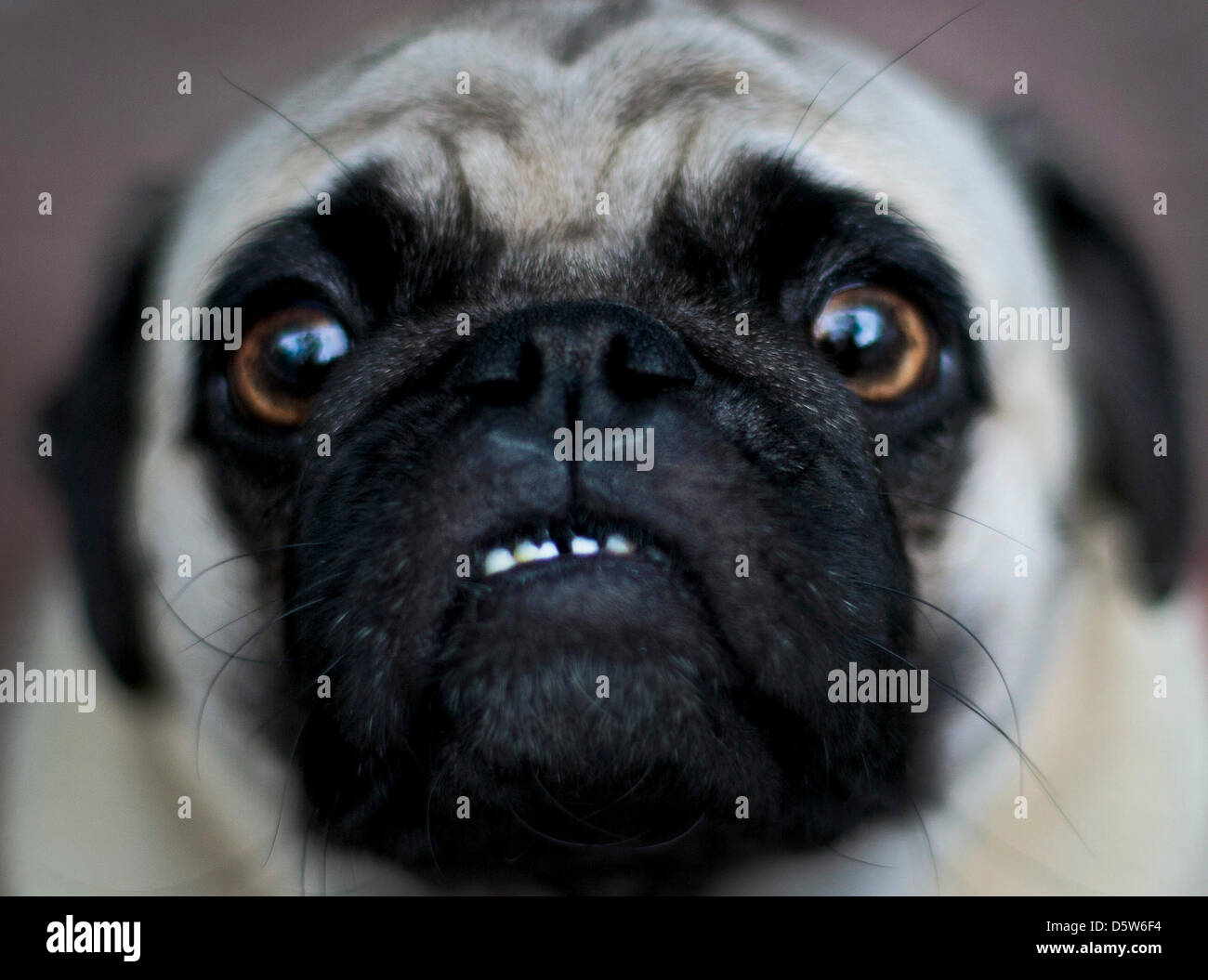 Pug smiling with teeth -Fotos und -Bildmaterial in hoher Auflösung – Alamy