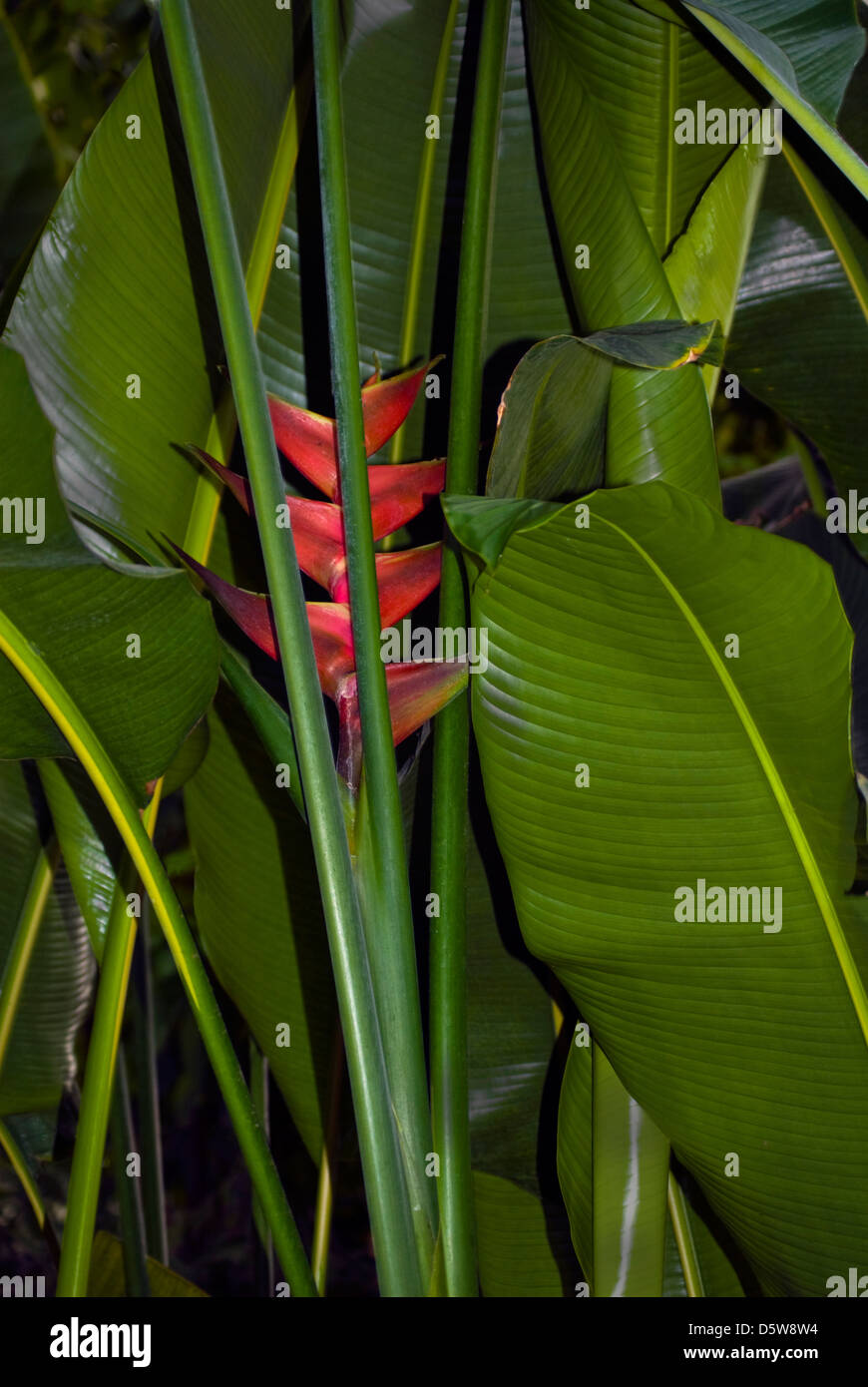 Exotische tropische blumen -Fotos und -Bildmaterial in hoher Auflösung ...