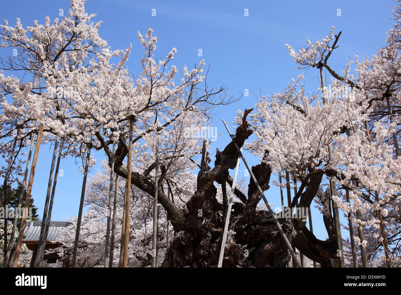 Yamataka Jindai Sakura ist 2000 Jahre alten Kirschbaum, Yamanashi ...