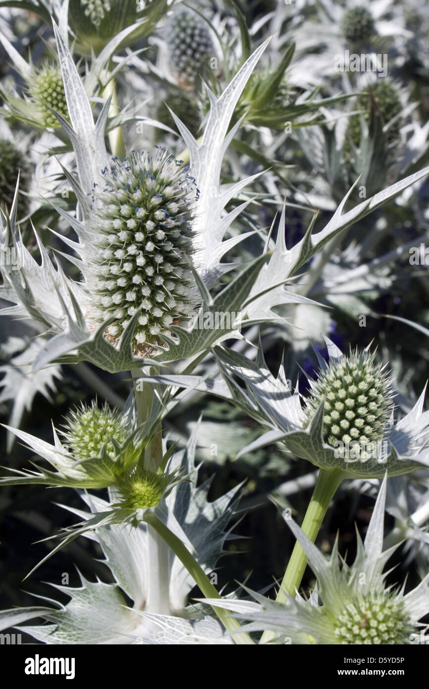 Eryngium alpinum hautnah -Fotos und -Bildmaterial in hoher Auflösung ...
