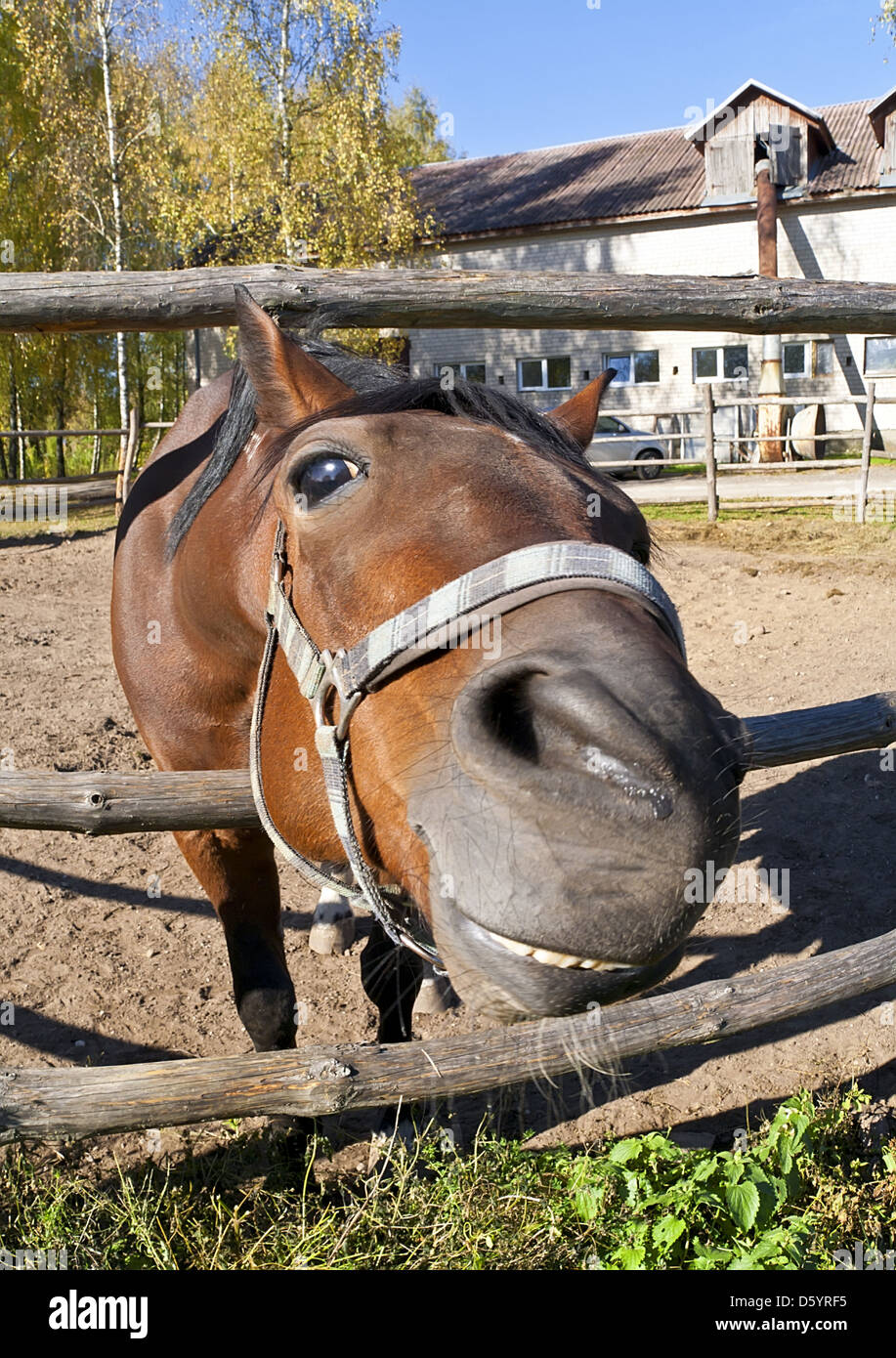 Lustiges pferd -Fotos und -Bildmaterial in hoher Auflösung – Alamy