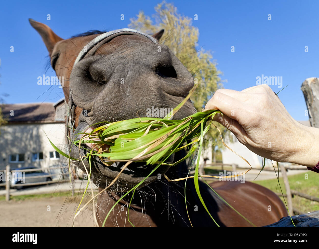 Pferd essen -Fotos und -Bildmaterial in hoher Auflösung – Alamy