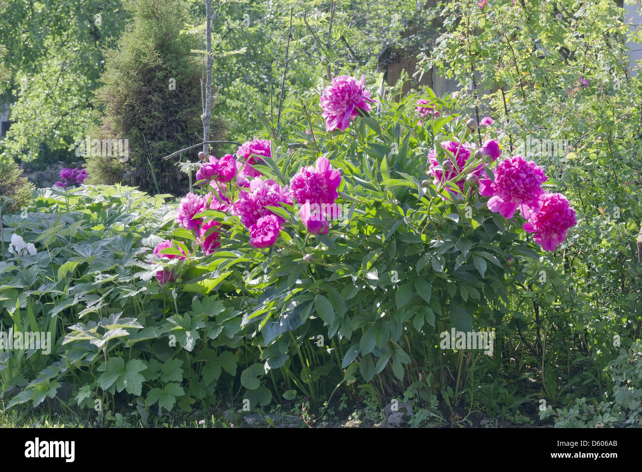 Shrub peonies -Fotos und -Bildmaterial in hoher Auflösung – Alamy