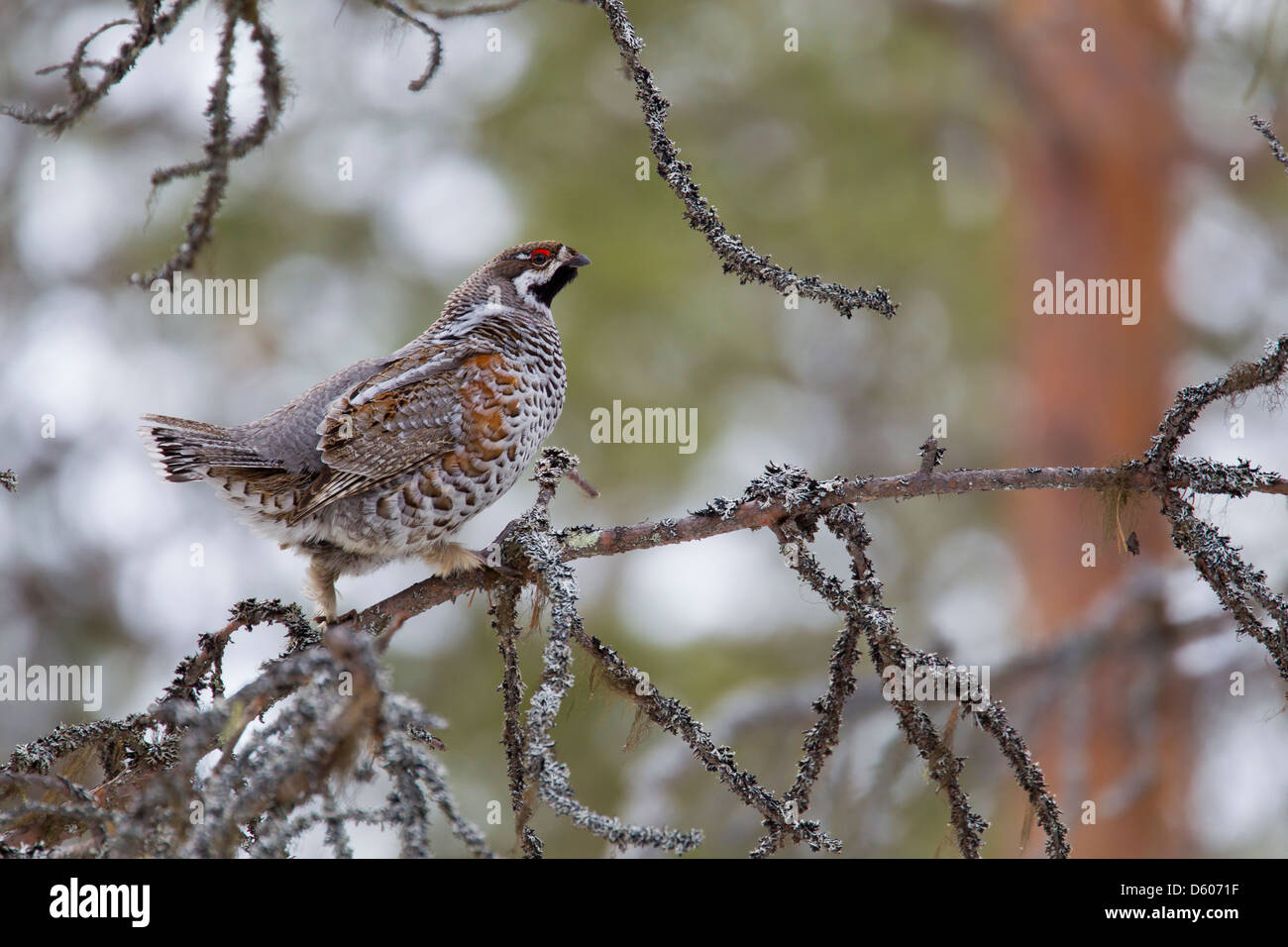 Bonasia Bonasia Stockfotos und -bilder Kaufen - Alamy
