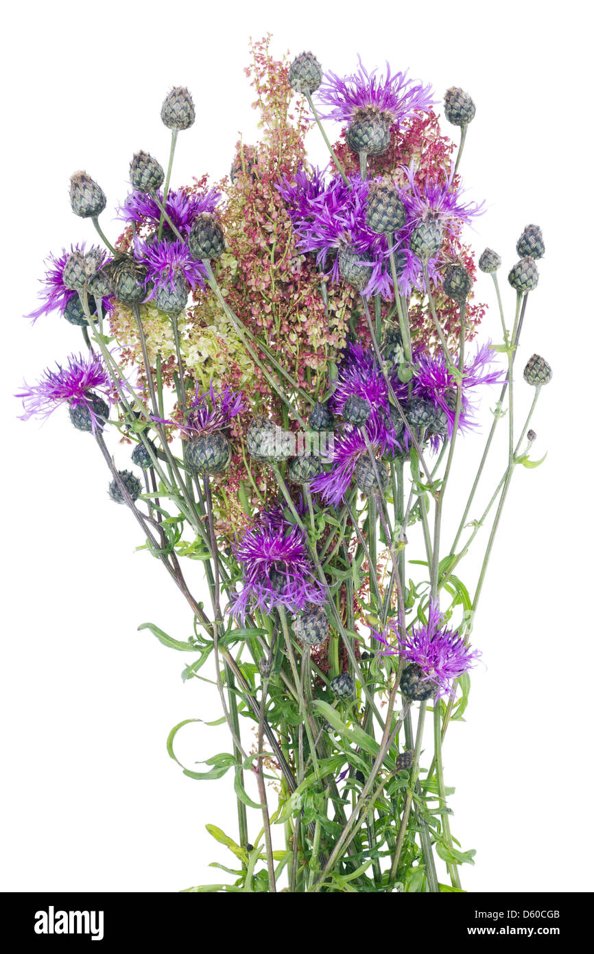 Violette distel und ihre knospen -Fotos und -Bildmaterial in hoher ...